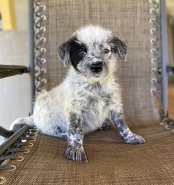 Female Australian Shepherd is available for adoption