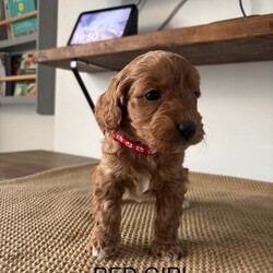 Female Cockapoo is available for adoption
